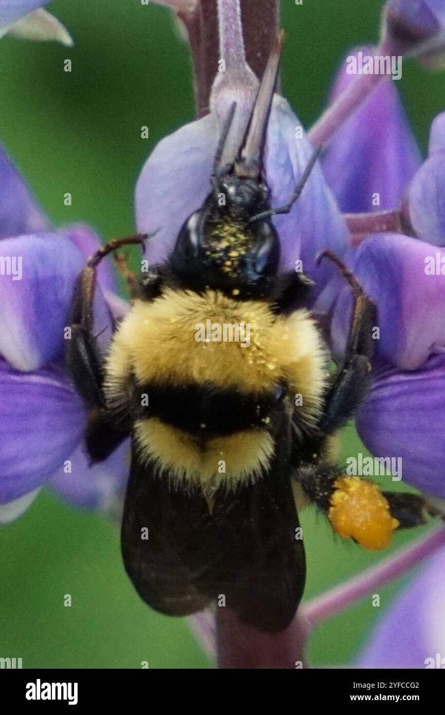 Golden Northern Bumble Bee (Bombus fervidus Stock Photo - Alamy