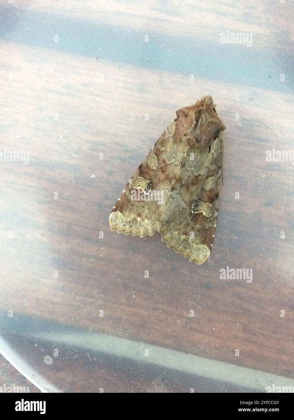 Sordens hi-res stock photography and images - Alamy