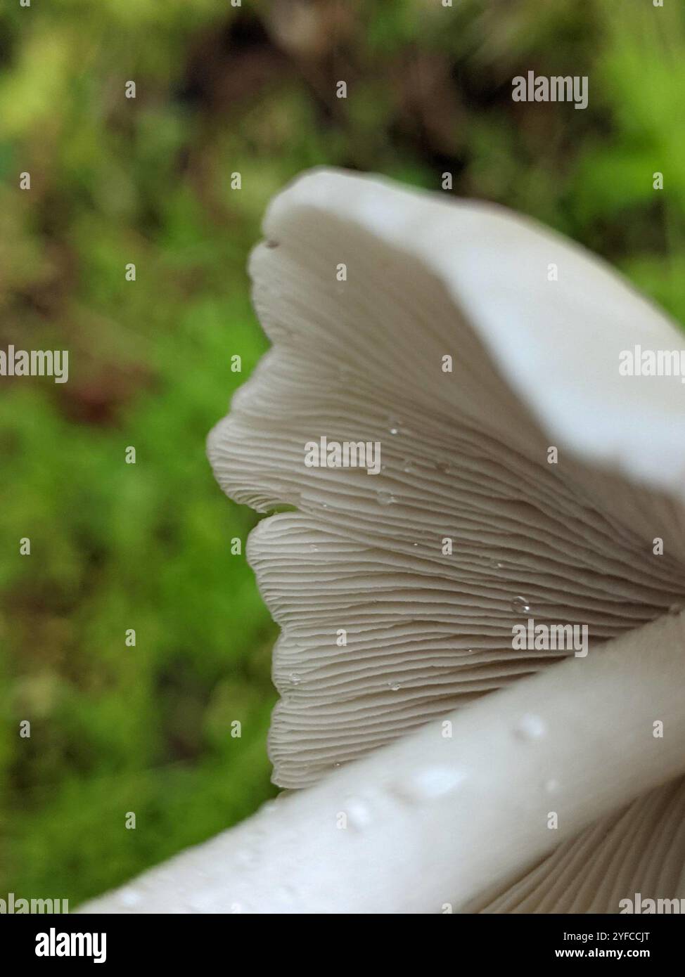 Candolleomyces hi-res stock photography and images - Alamy