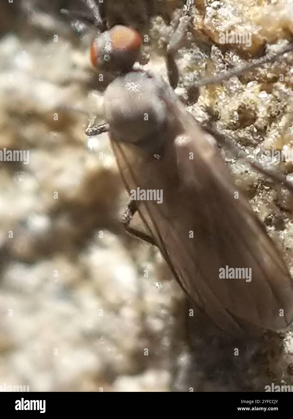 Dance Flies (Empididae Stock Photo - Alamy