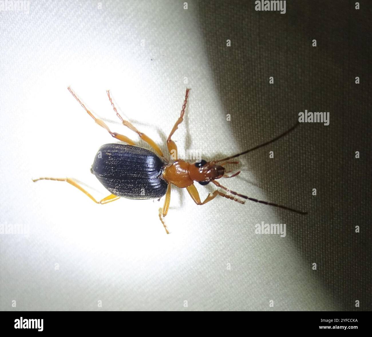 Bombardier Beetles (Brachinus Stock Photo - Alamy
