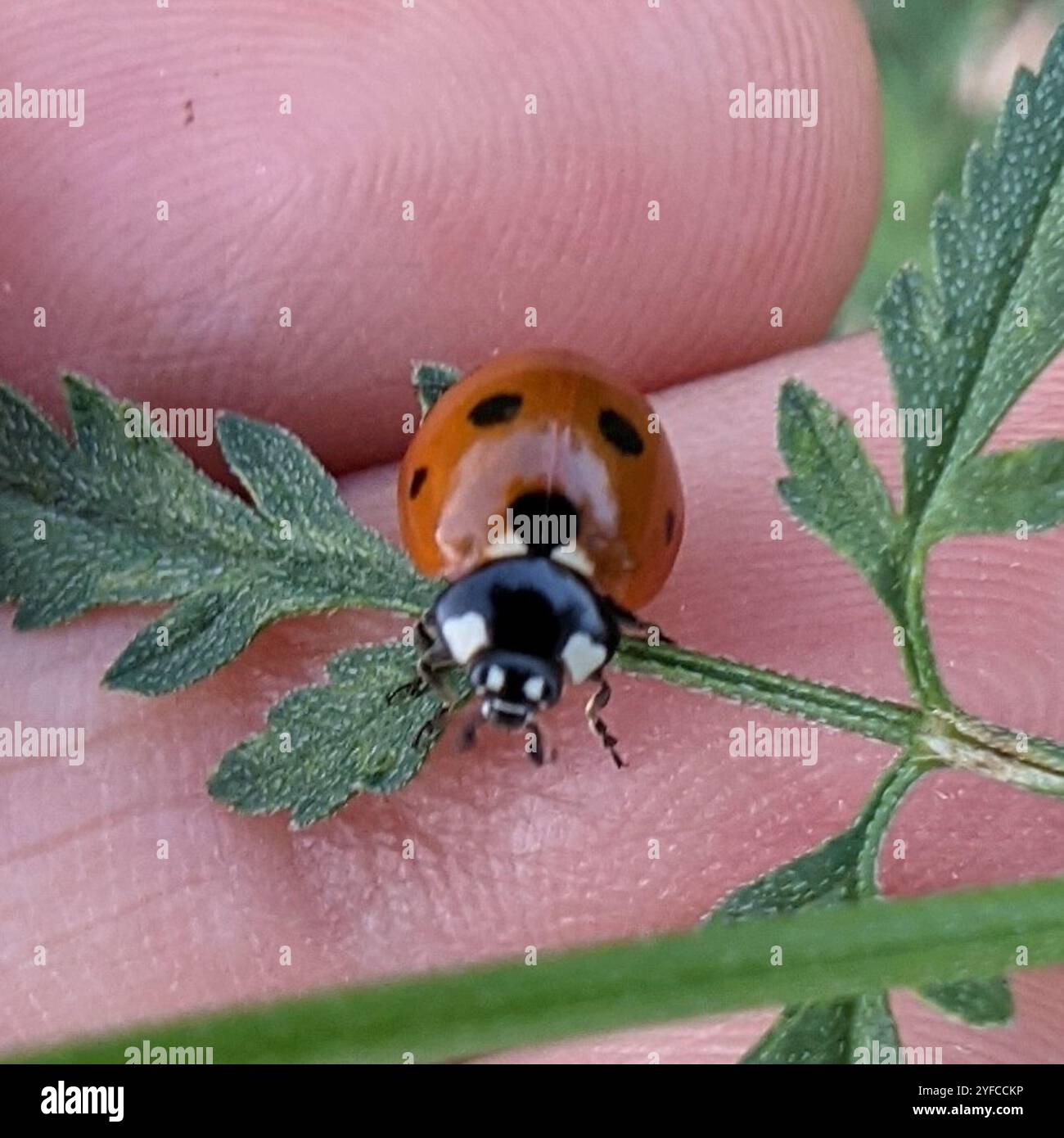 Seven-spotted Lady Beetle (Coccinella septempunctata Stock Photo - Alamy