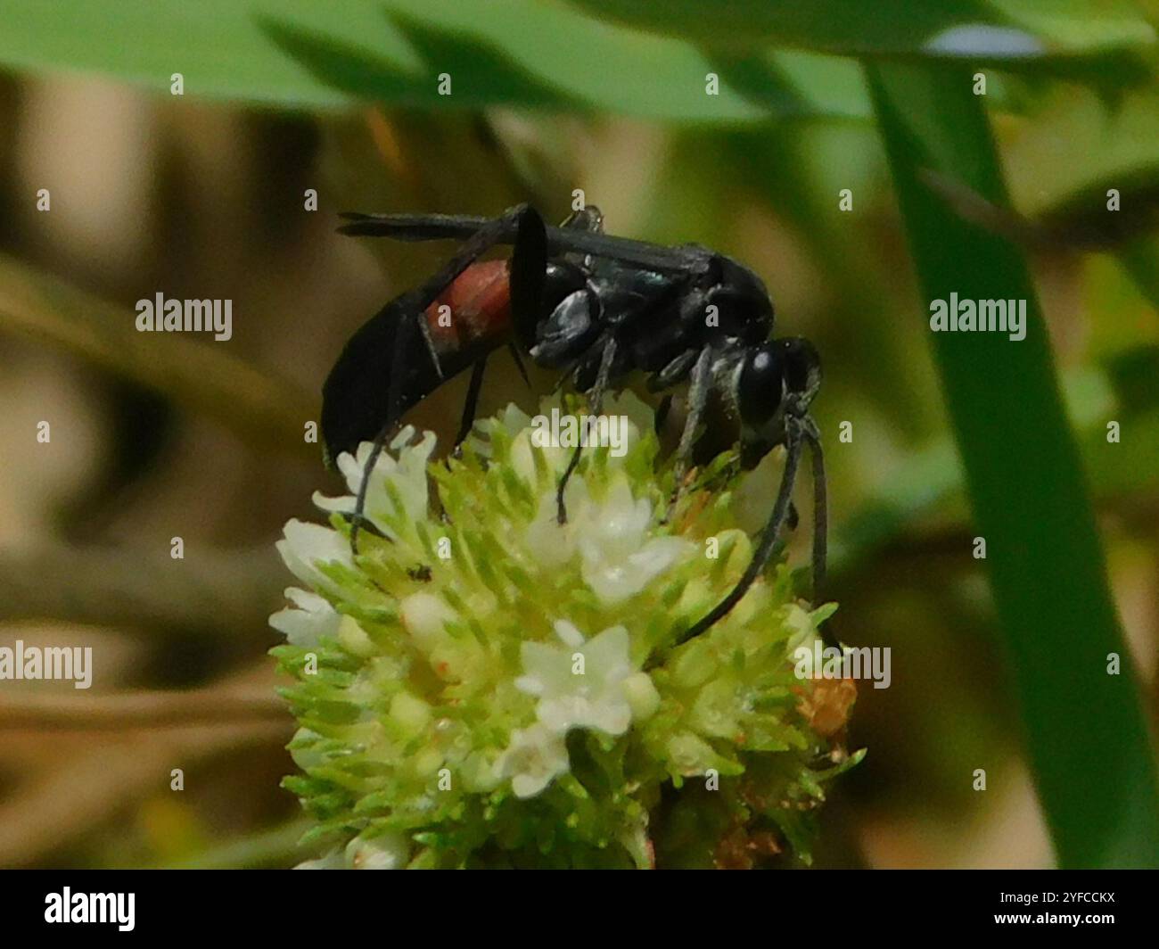 Spider Wasps (Pompilidae Stock Photo - Alamy