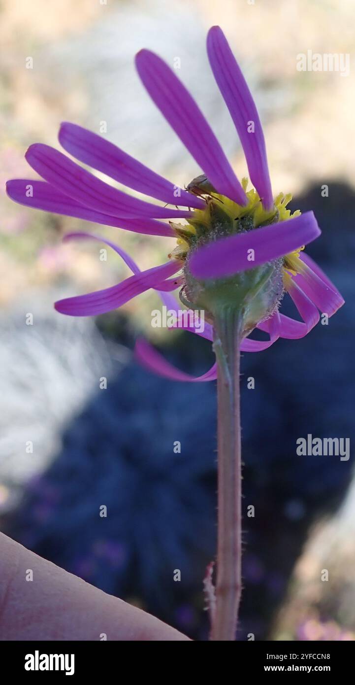 Senecio arenarius hi-res stock photography and images - Alamy