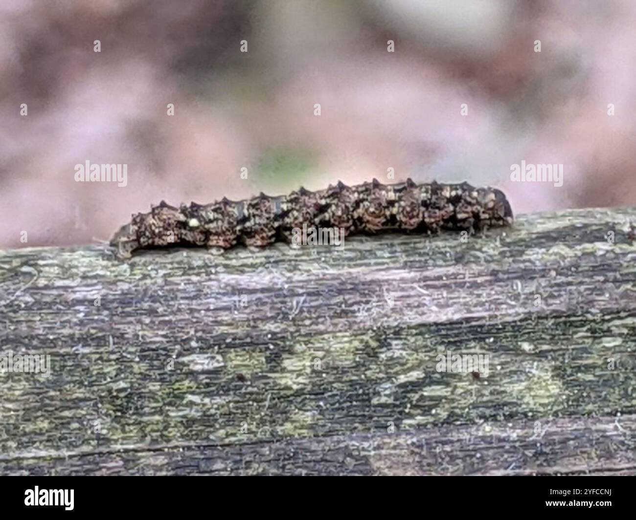 Underwing, Tiger, Tussock, and Allied Moths (Erebidae Stock Photo - Alamy