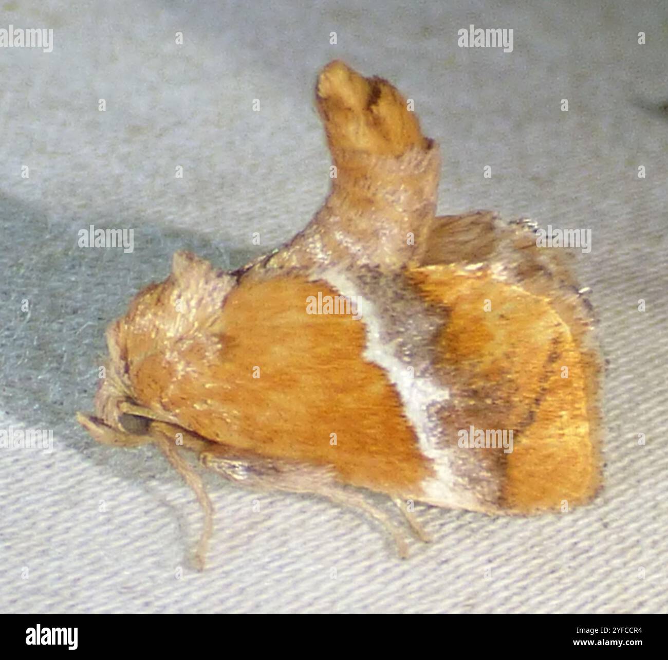 Yellow-shouldered Slug Moth (Lithacodes fasciola Stock Photo - Alamy