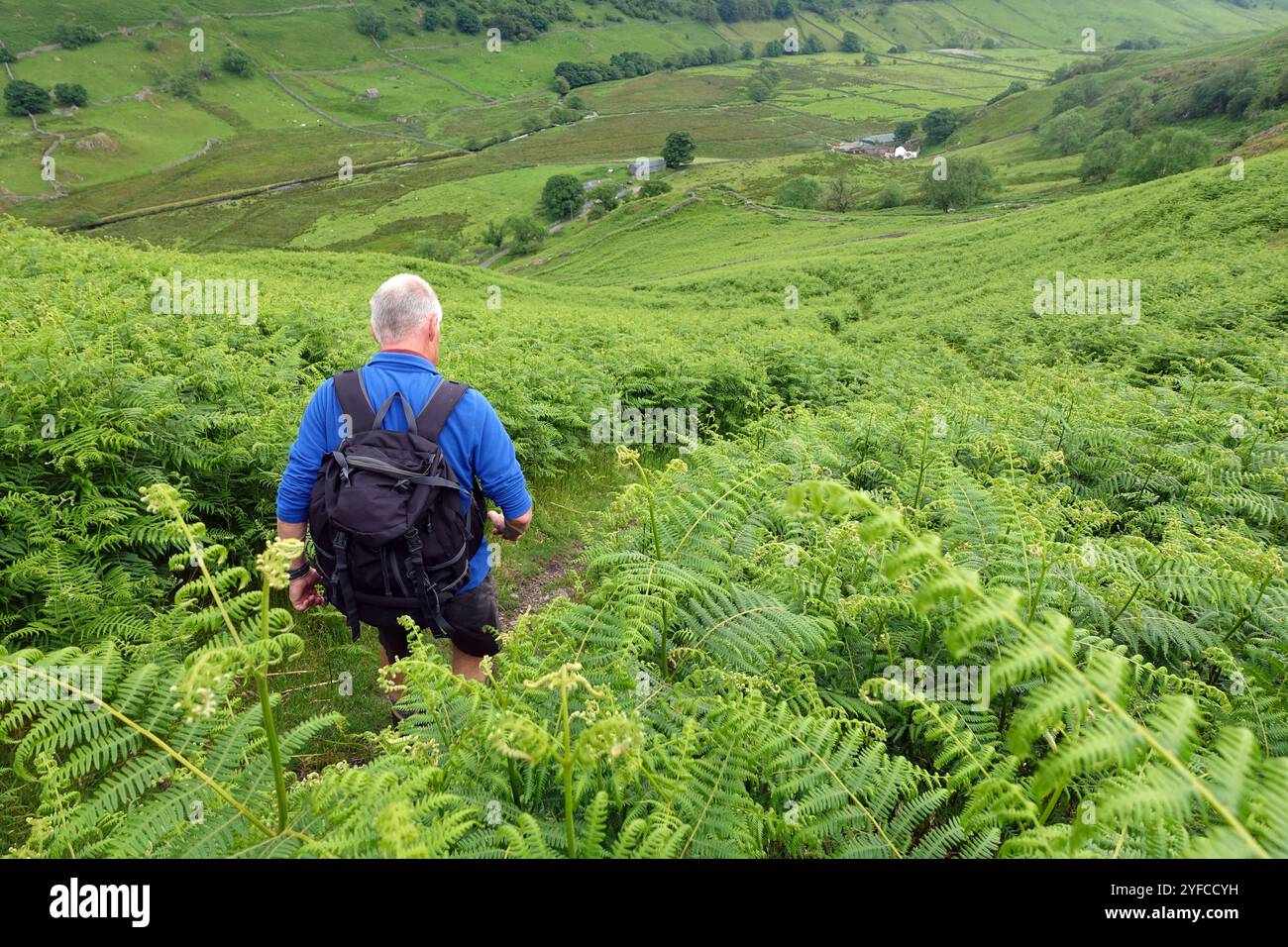 Lone Man (Hiker) Walking Through Ferns from the Summit of the ...