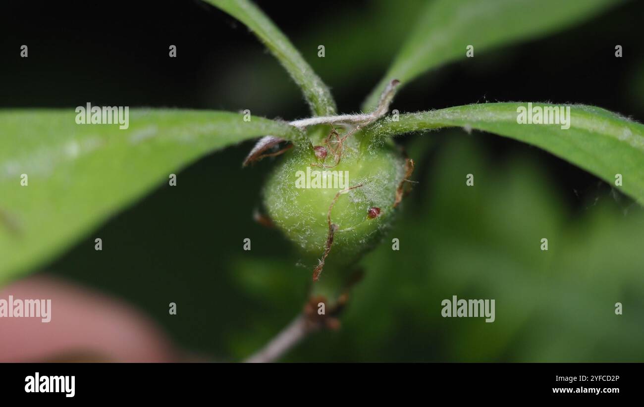 white oak club gall wasp (Callirhytis clavula Stock Photo - Alamy