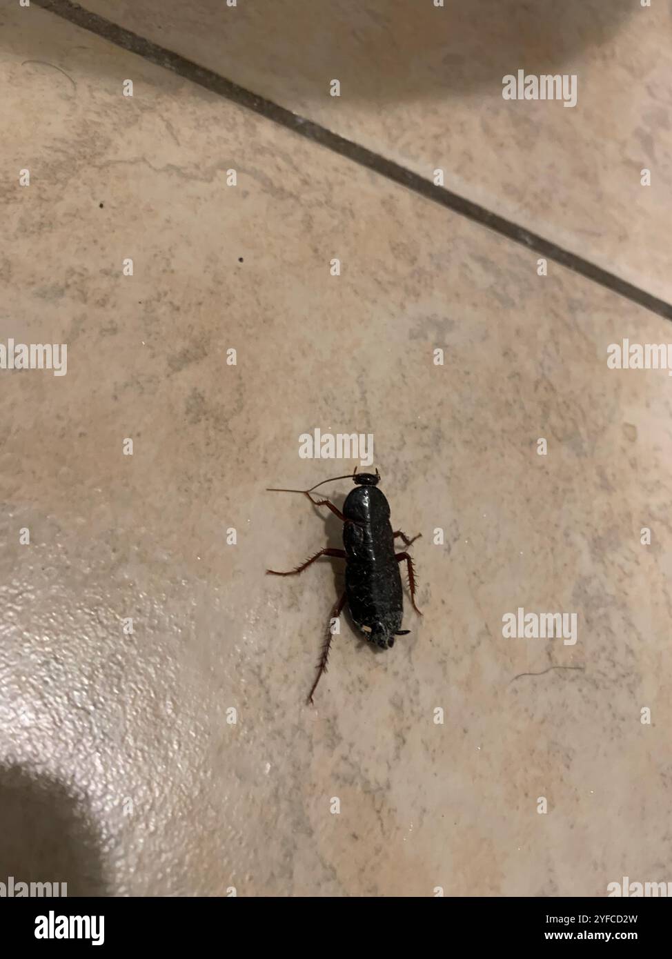 Oriental Cockroach (Blatta orientalis Stock Photo - Alamy