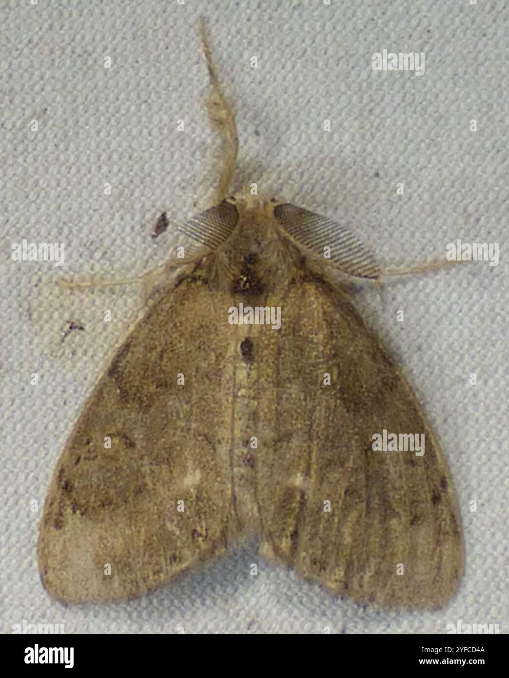 White-marked Tussock Moth (Orgyia leucostigma Stock Photo - Alamy