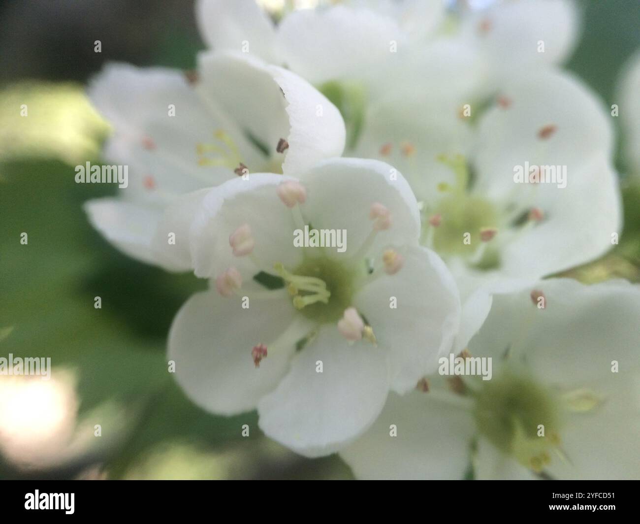 (Crataegus flabellata flabellata Stock Photo - Alamy