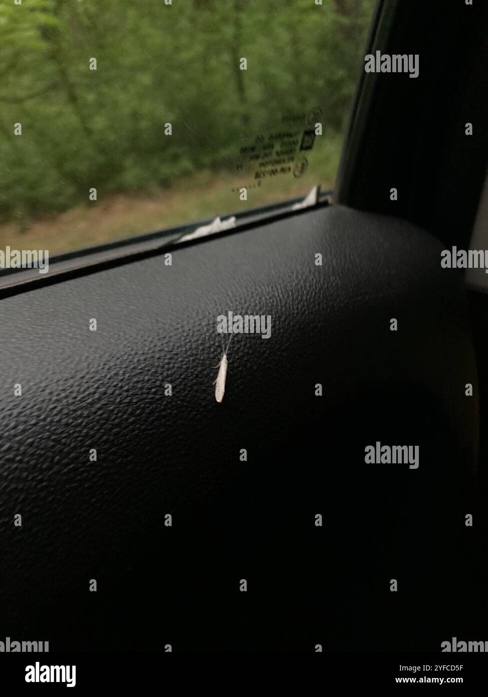 White Miller Caddisflies (Nectopsyche Stock Photo - Alamy