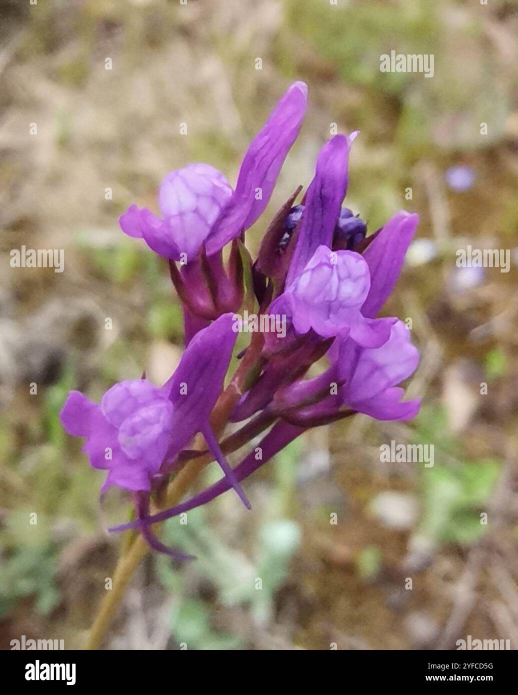flowering plants (Angiospermae Stock Photo - Alamy