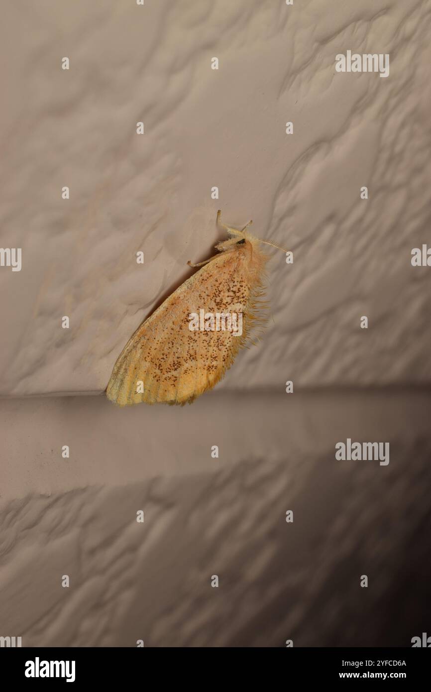 Tea tussock moth (Arna pseudoconspersa Stock Photo - Alamy