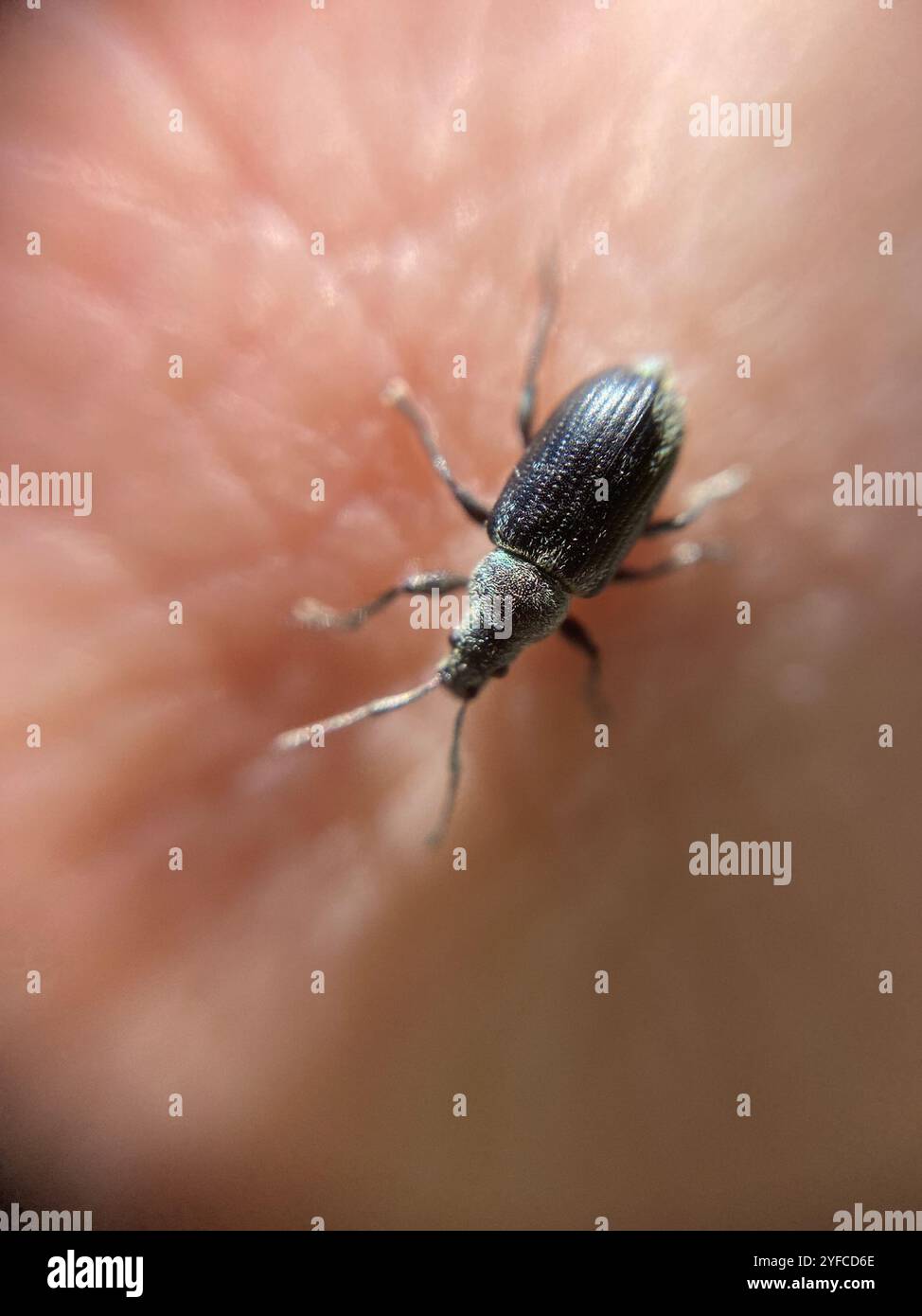 Broad-nosed Weevils (Entiminae Stock Photo - Alamy