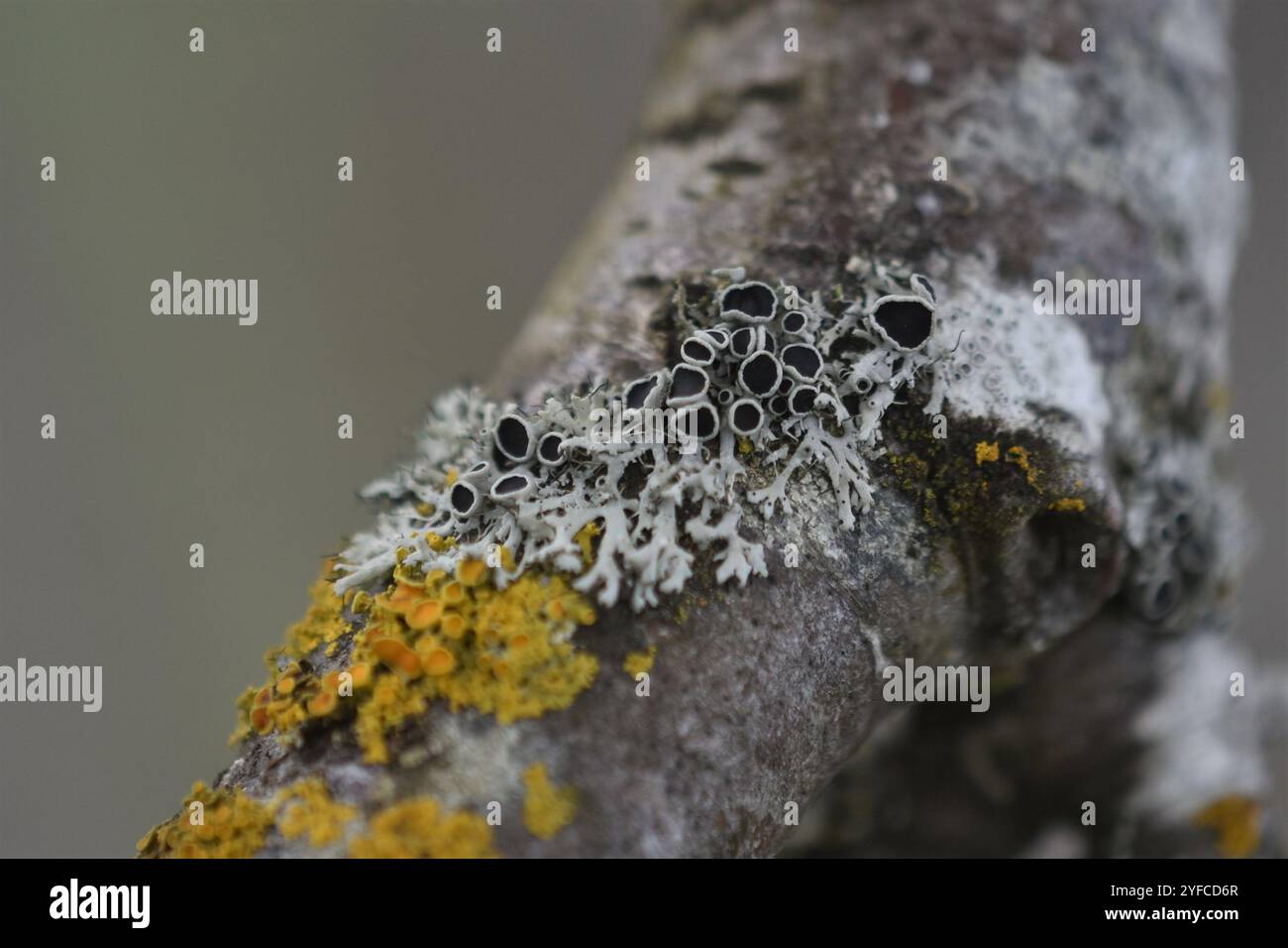 Fringed Rosette Lichen (Physcia tenella Stock Photo - Alamy