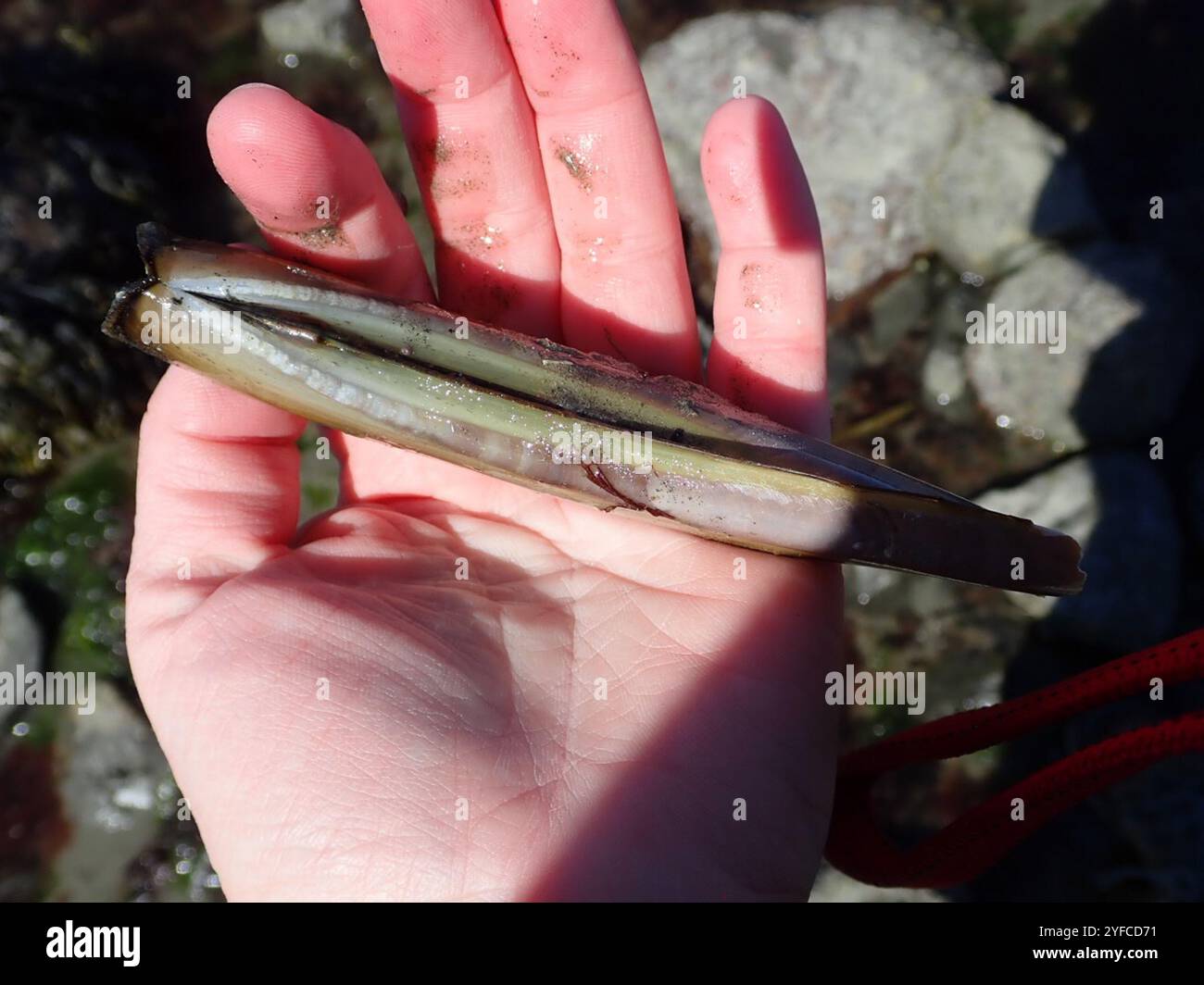 Atlantic Jackknife (Ensis leei Stock Photo - Alamy