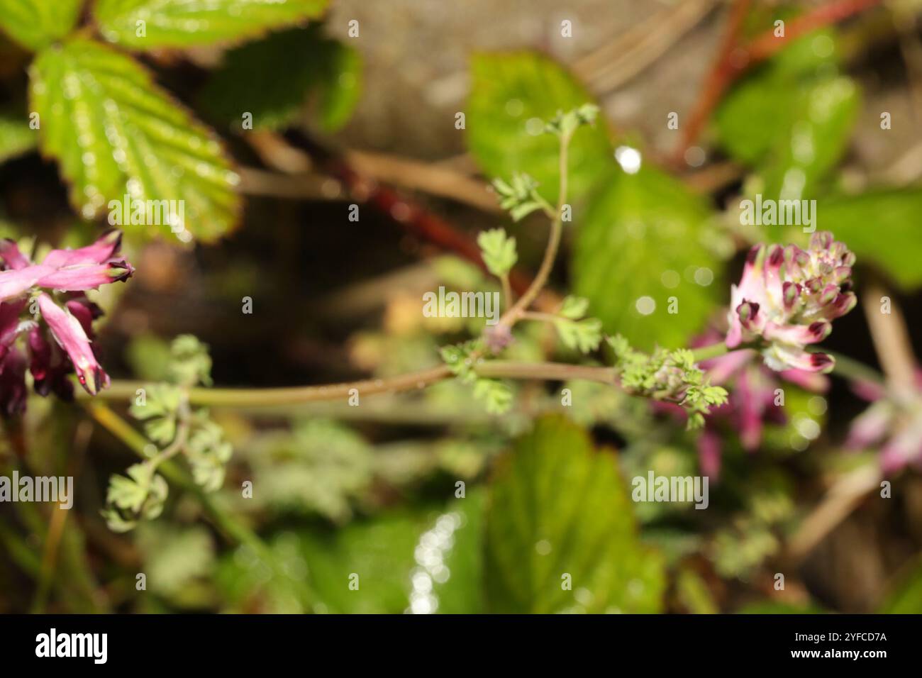 common ramping-fumitory (Fumaria muralis Stock Photo - Alamy
