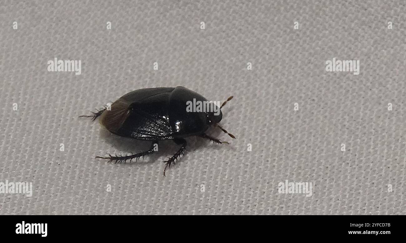 Two-lined Burrowing Bug (Pangaeus bilineatus Stock Photo - Alamy