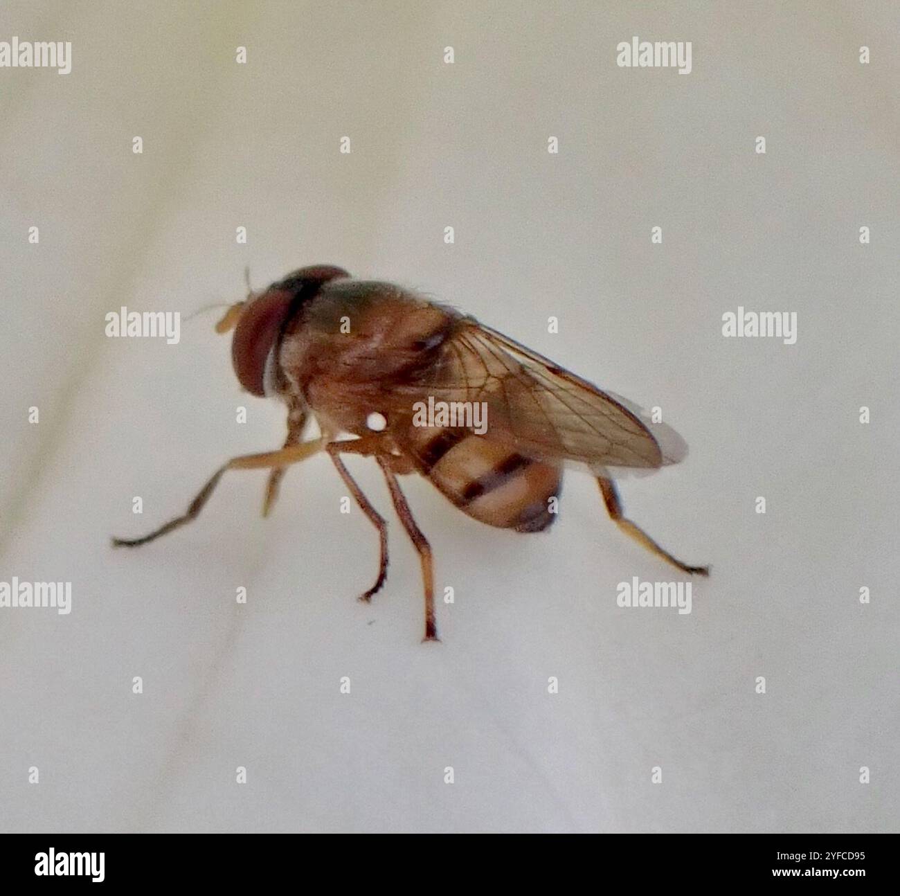 Bromeliad Flies (Copestylum Stock Photo - Alamy