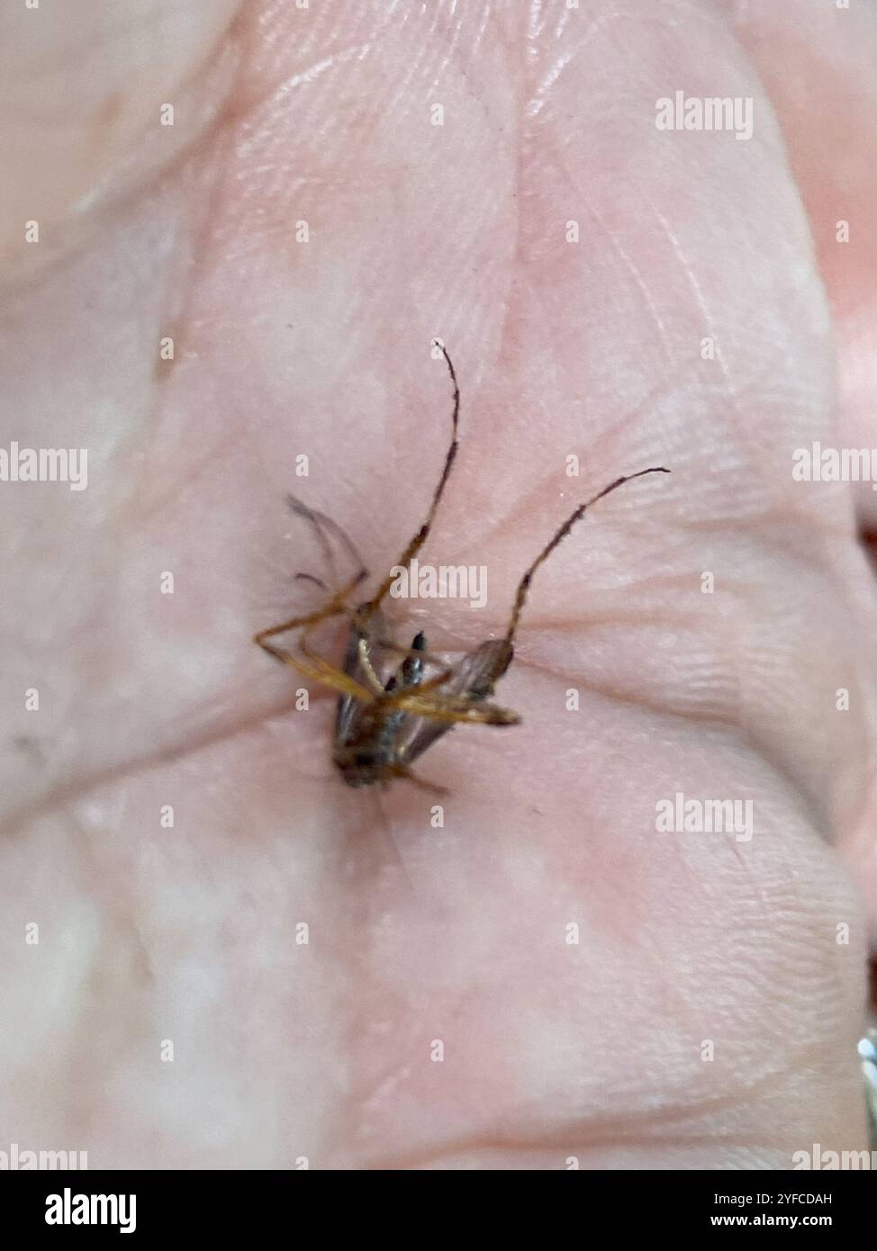 Gallinipper (Psorophora ciliata Stock Photo - Alamy