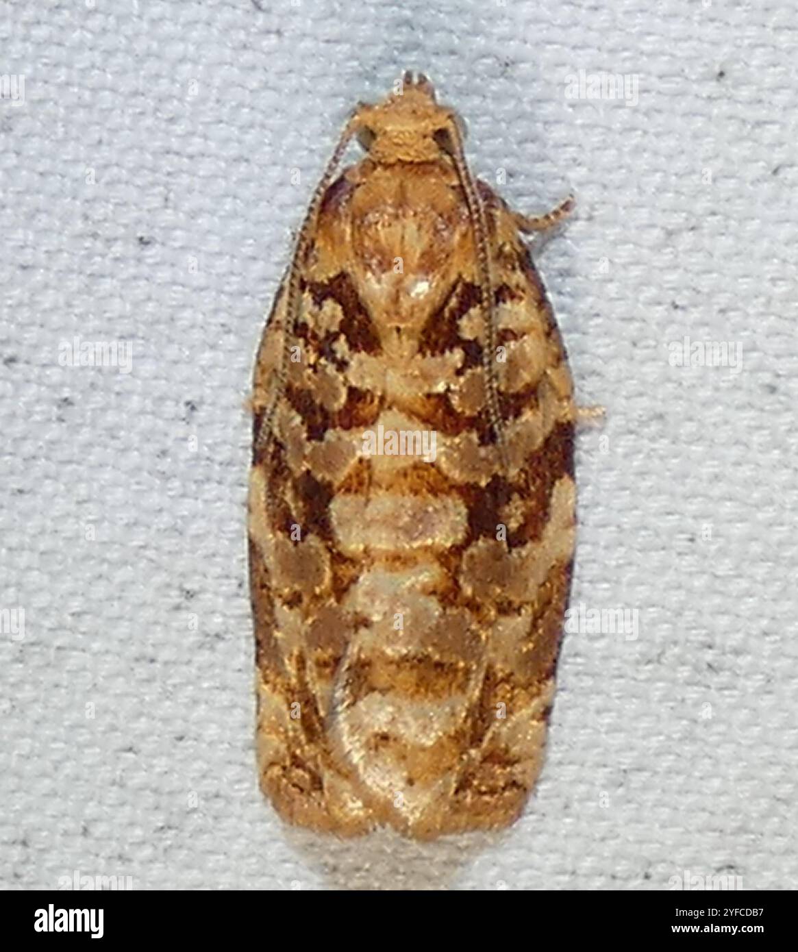 Fruit-tree Leafroller Moth (Archips argyrospila Stock Photo - Alamy