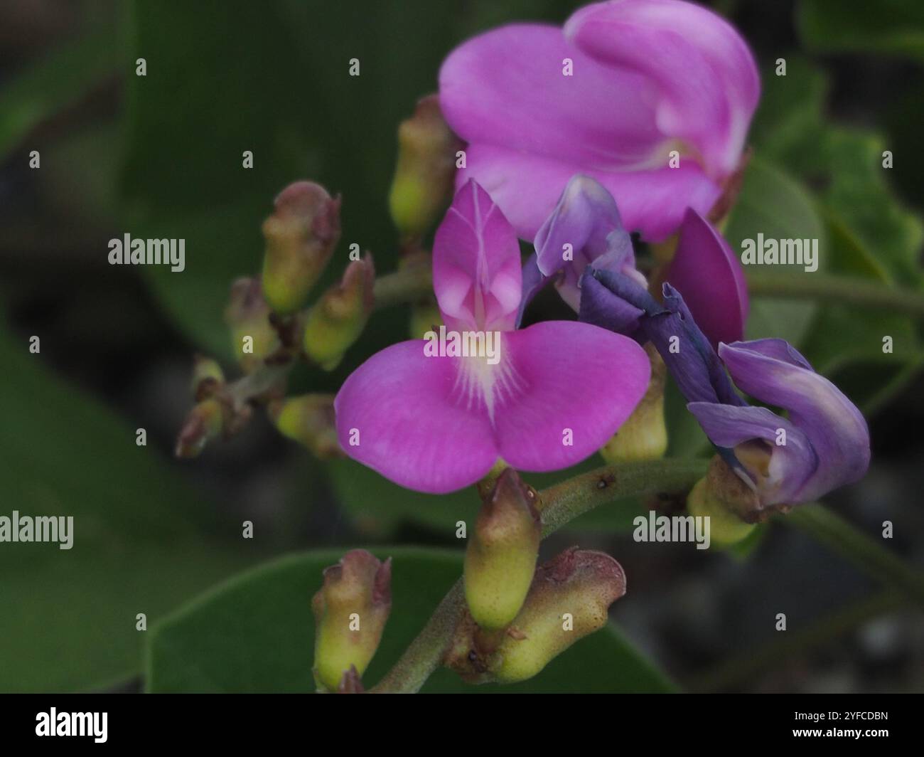 Beach Bean (Canavalia rosea Stock Photo - Alamy