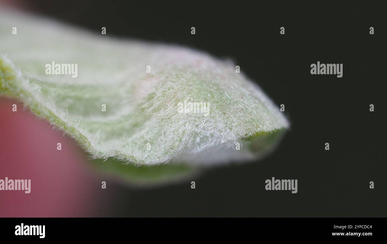 Oak Petiole Gall Wasp (Andricus quercuspetiolicola Stock Photo - Alamy