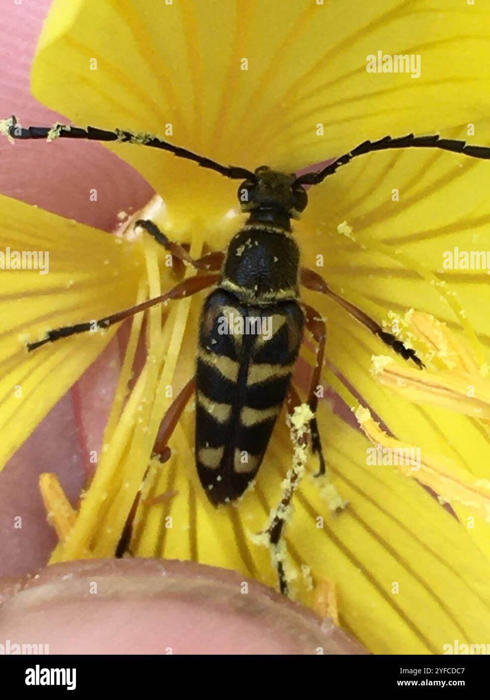 Zebra longhorn beetle hi-res stock photography and images - Alamy