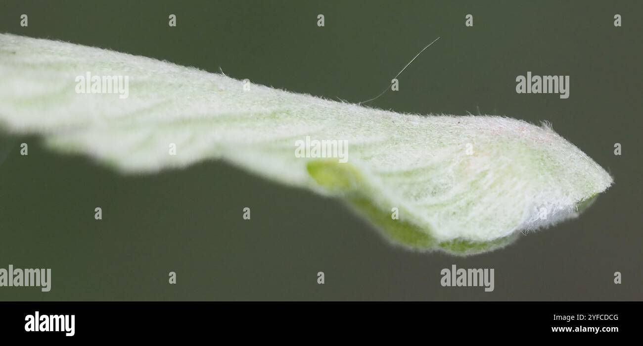 Oak Petiole Gall Wasp (Andricus quercuspetiolicola Stock Photo - Alamy
