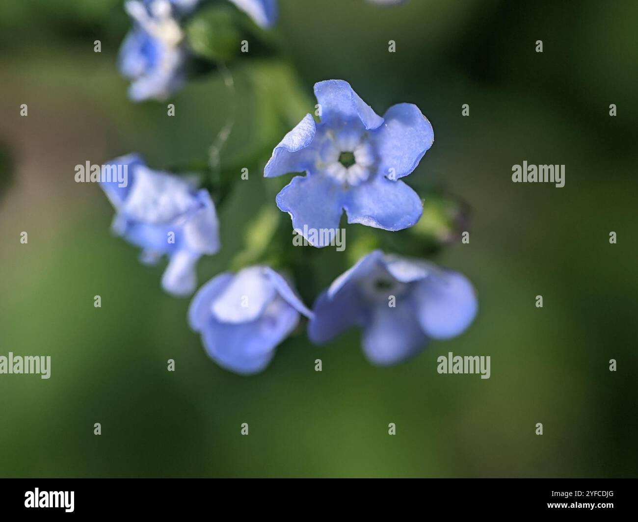 borage family (Boraginaceae Stock Photo - Alamy