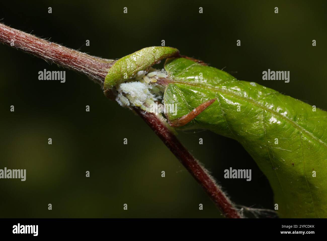 Woolly Beech Aphid (Phyllaphis fagi Stock Photo - Alamy