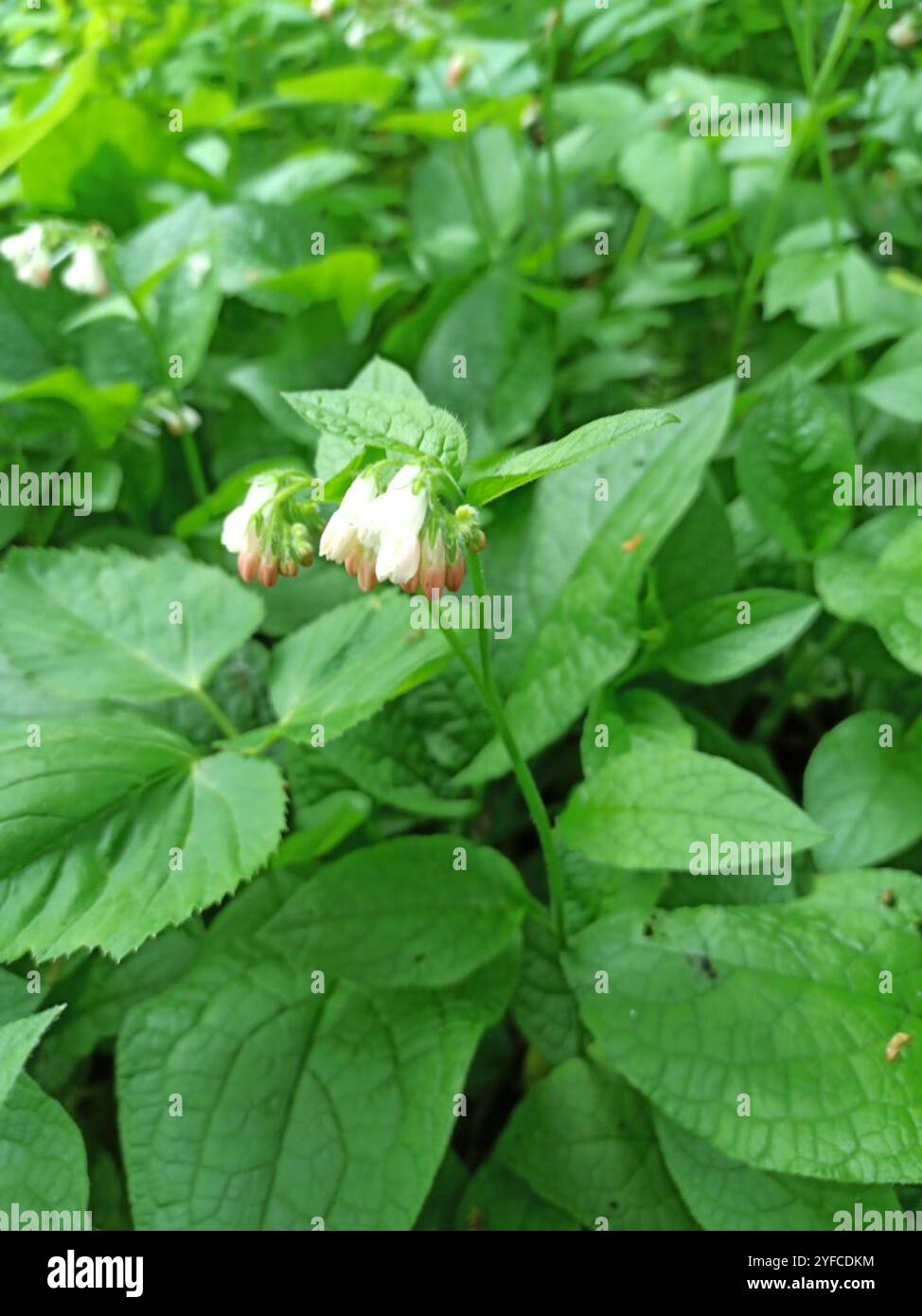 Tuberous Comfrey (Symphytum tuberosum Stock Photo - Alamy