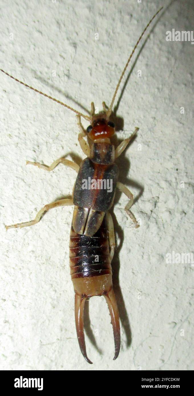 Labidura riparia hi-res stock photography and images - Alamy