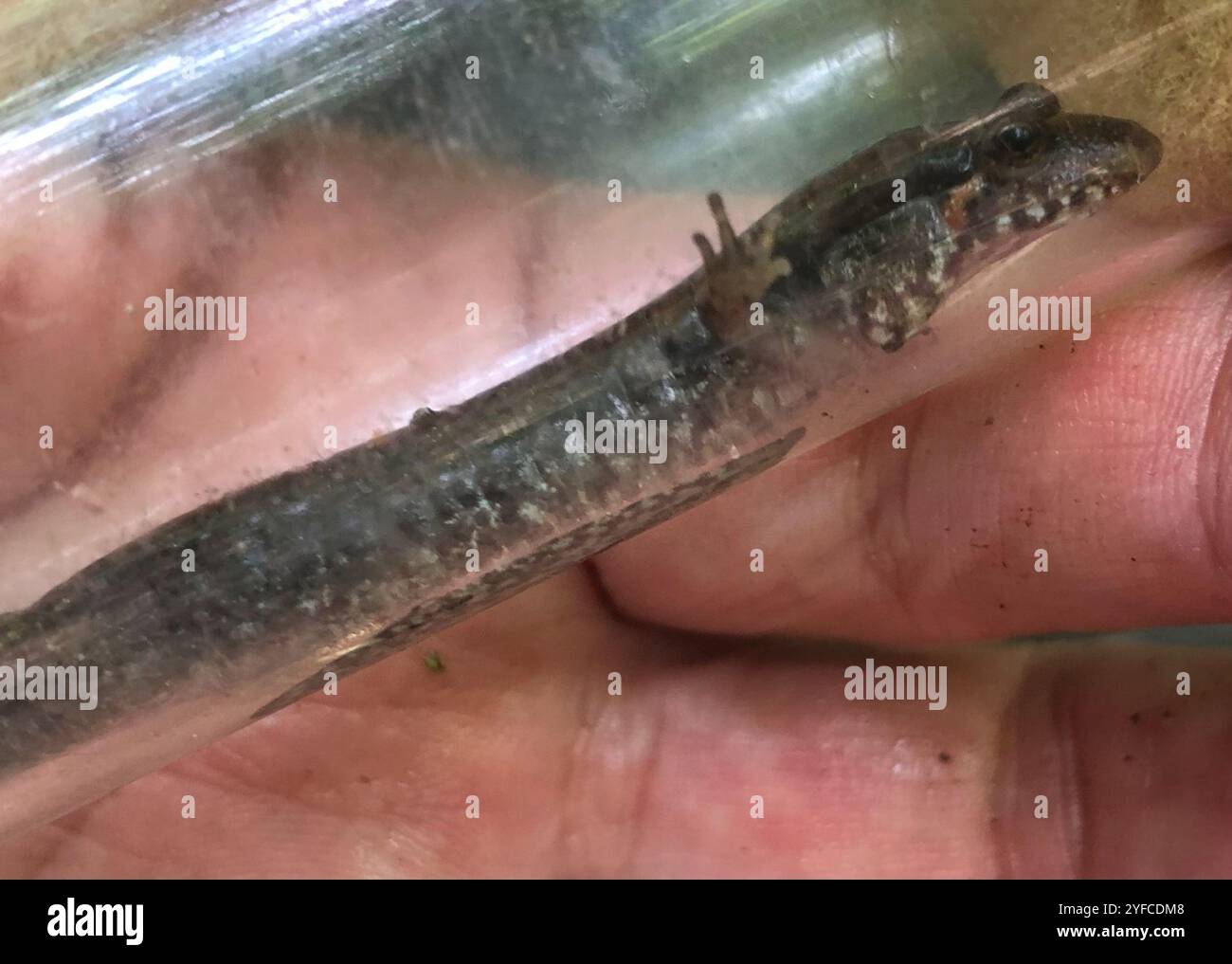 Wolf Dusky Salamander (Desmognathus lycos Stock Photo - Alamy
