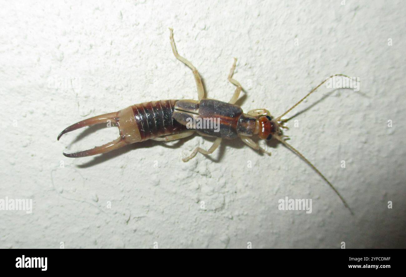 Labidura riparia hi-res stock photography and images - Alamy