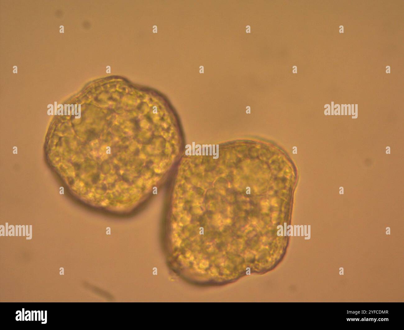 Notothylas hi-res stock photography and images - Alamy