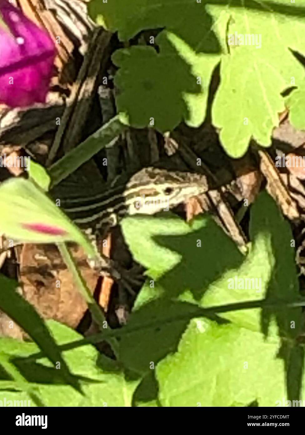 Common Spotted Whiptail (Aspidoscelis gularis Stock Photo - Alamy