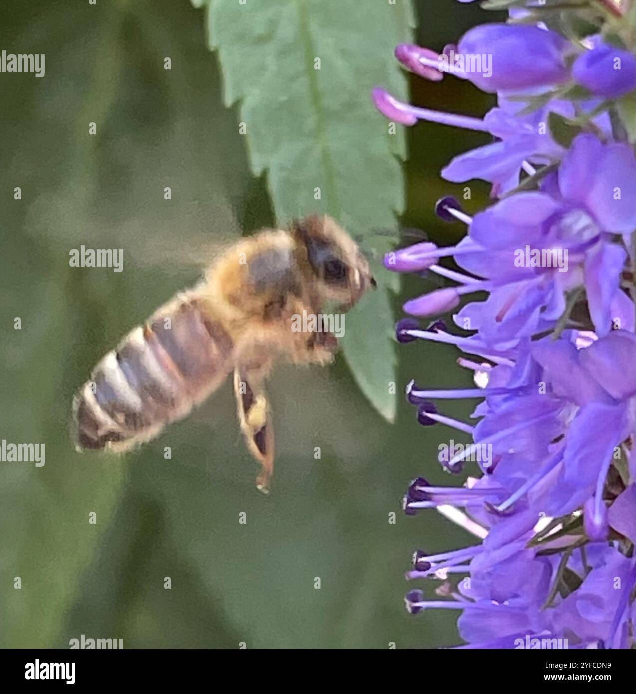 Western Honey Bee (Apis mellifera Stock Photo - Alamy