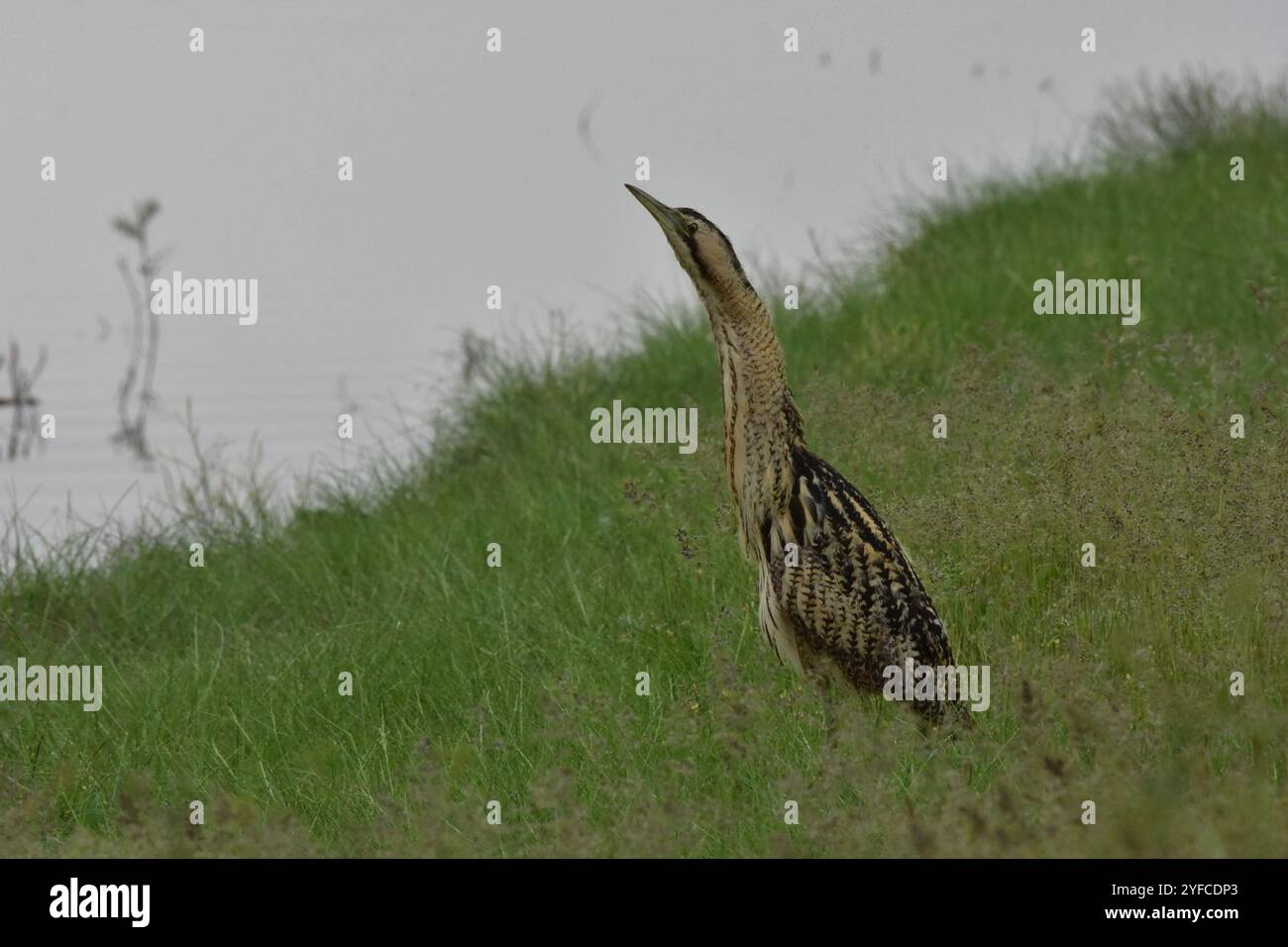 Eurasian Bittern (Botaurus stellaris Stock Photo - Alamy