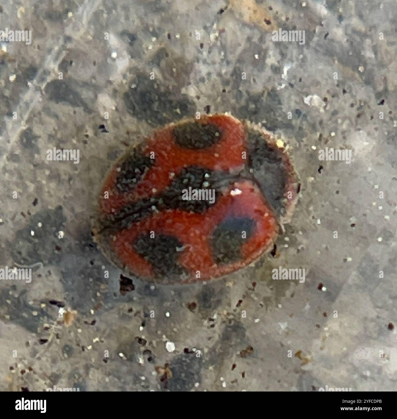 Novius cardinalis hi-res stock photography and images - Alamy