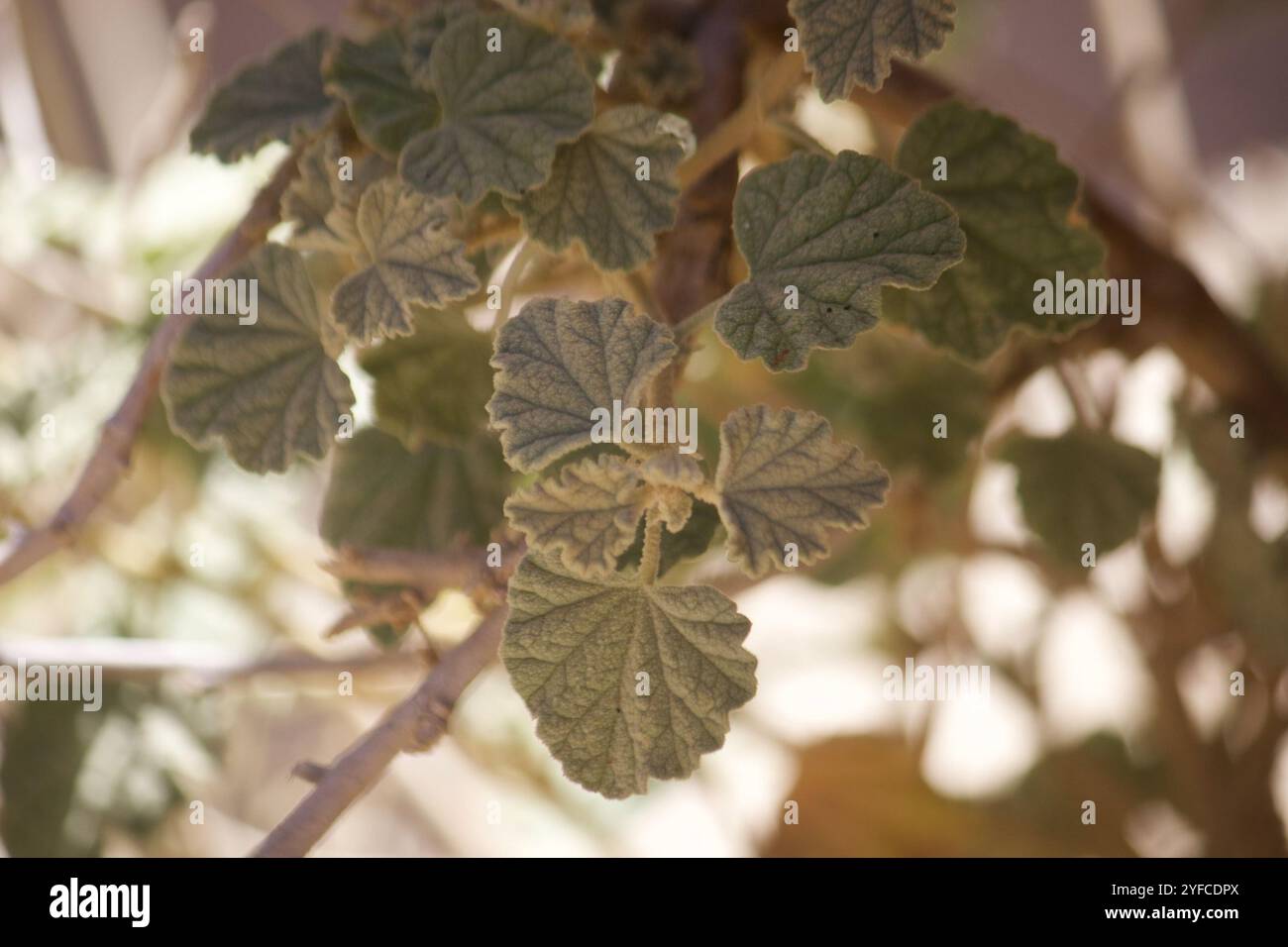 apricot mallow (Sphaeralcea ambigua Stock Photo - Alamy