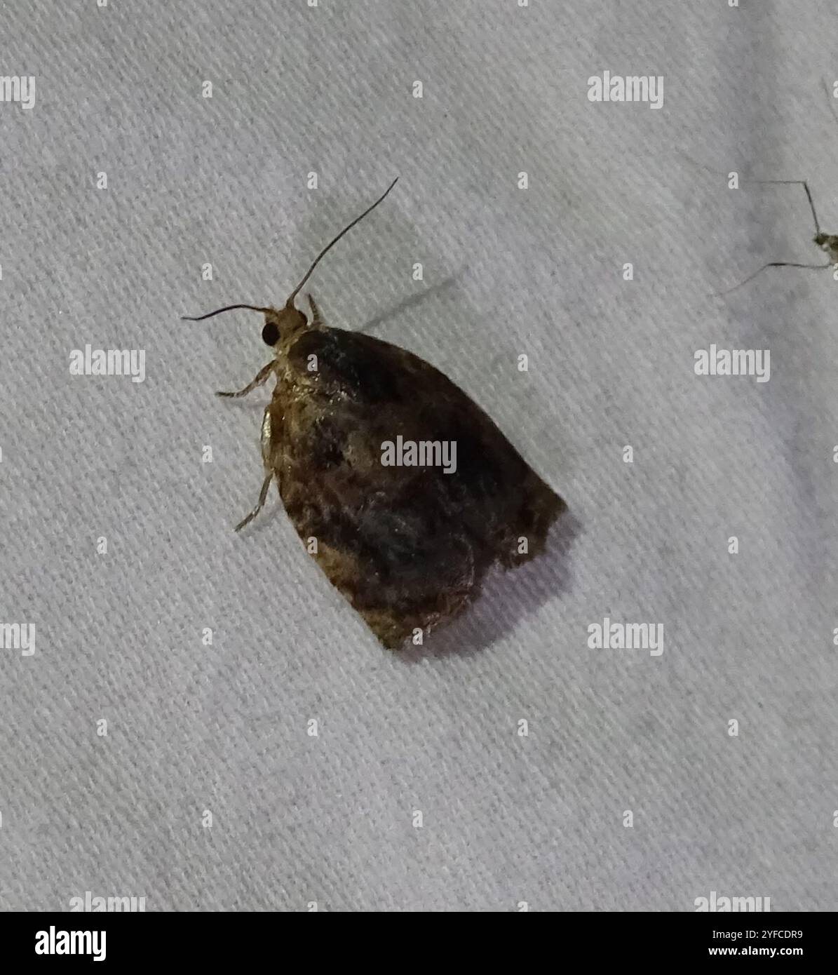 Smoked Leafroller Moth (Archips infumatana Stock Photo - Alamy