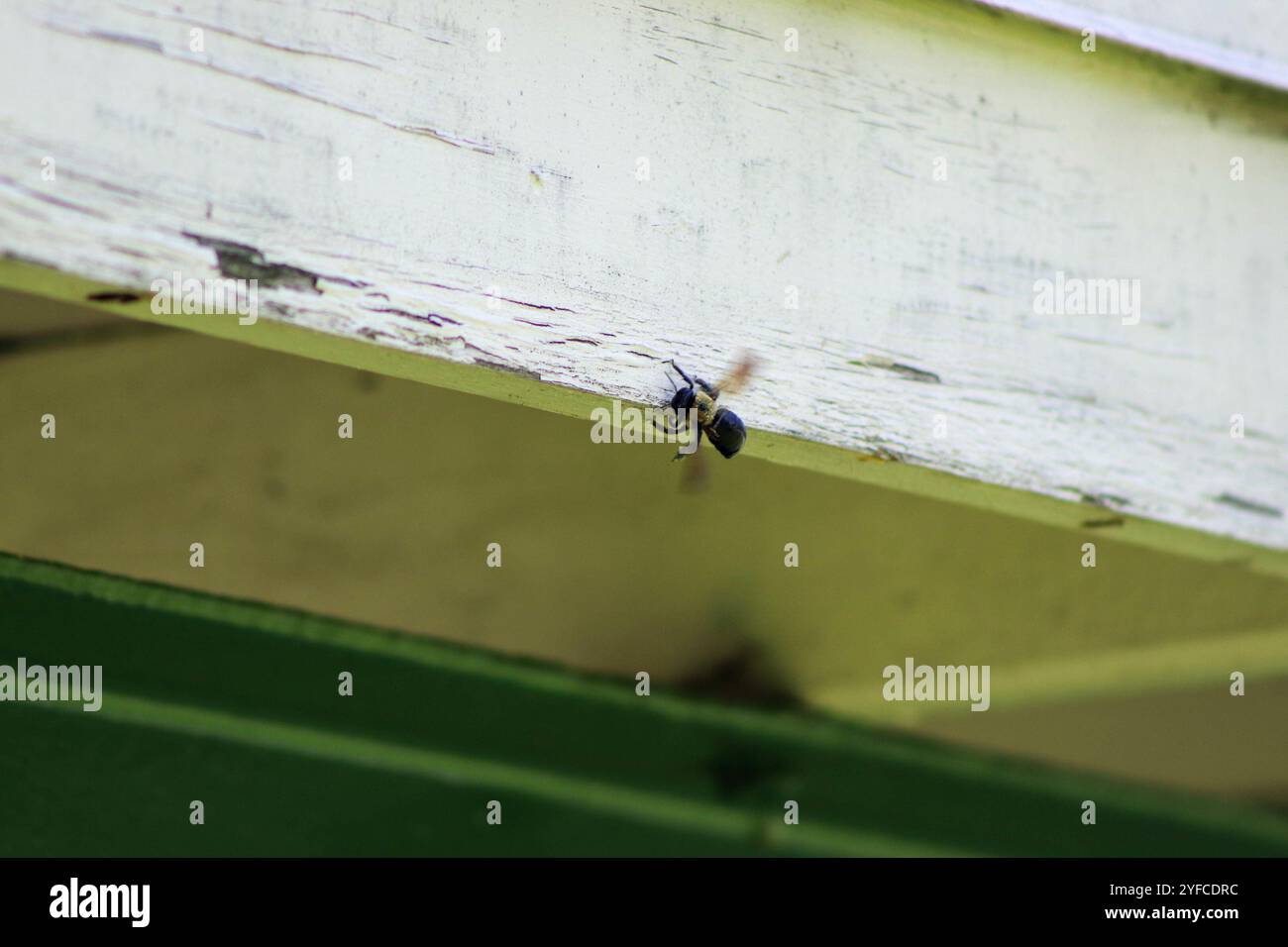 Virginia Carpenter Bee (Xylocopa virginica virginica Stock Photo - Alamy