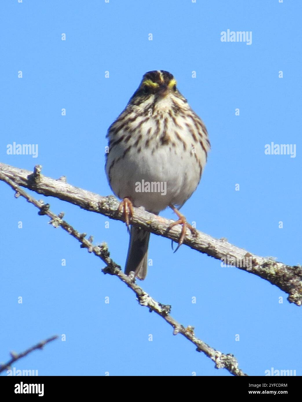 Savannah Sparrow (Passerculus sandwichensis Stock Photo - Alamy