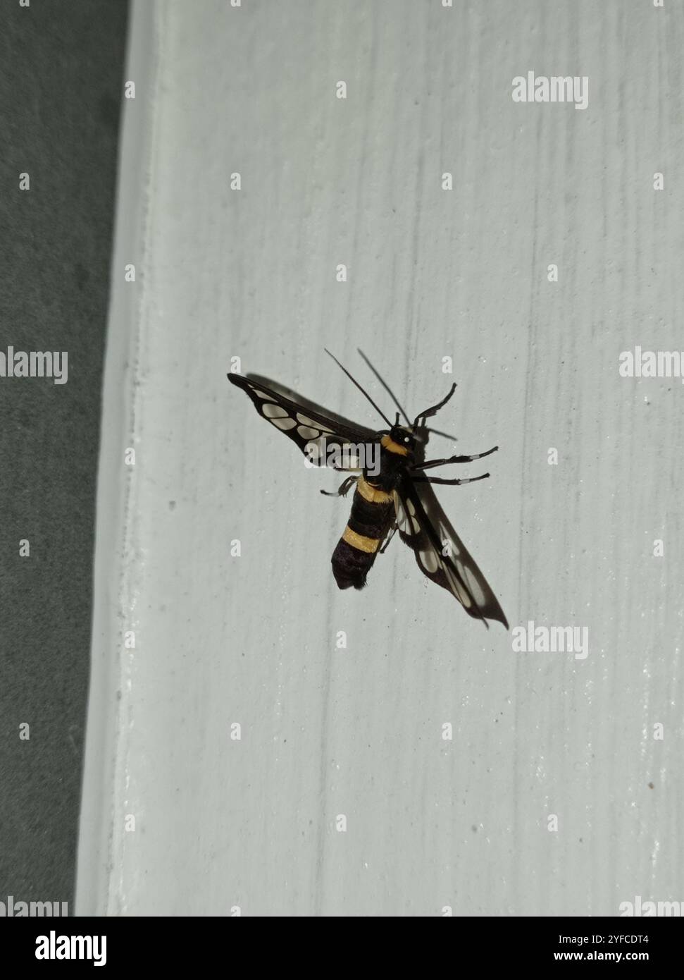 Handmaiden moth (Syntomoides imaon Stock Photo - Alamy