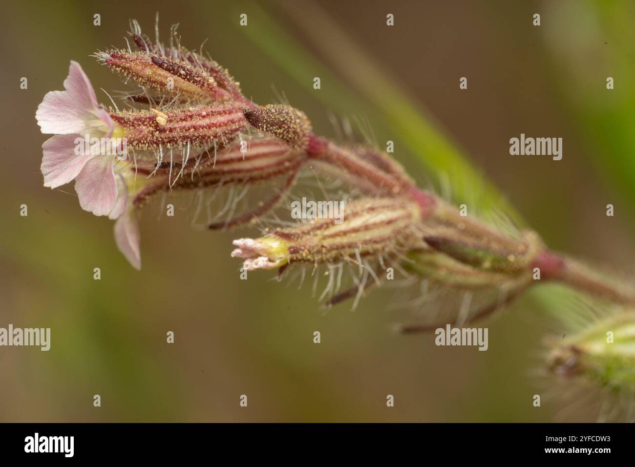 Small-flowered Catchfly (Silene gallica Stock Photo - Alamy