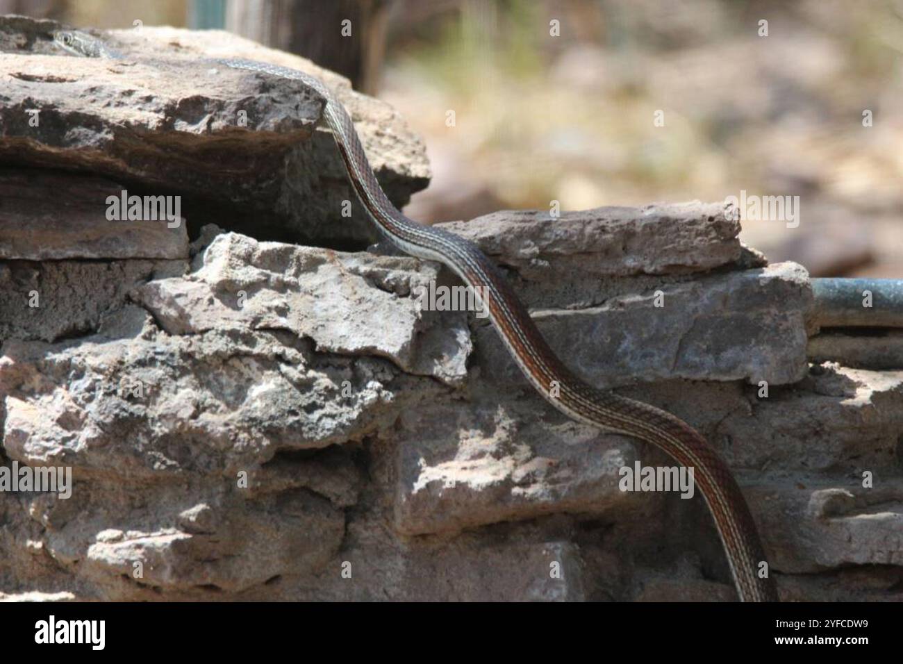 Striped Whipsnake (Masticophis taeniatus Stock Photo - Alamy