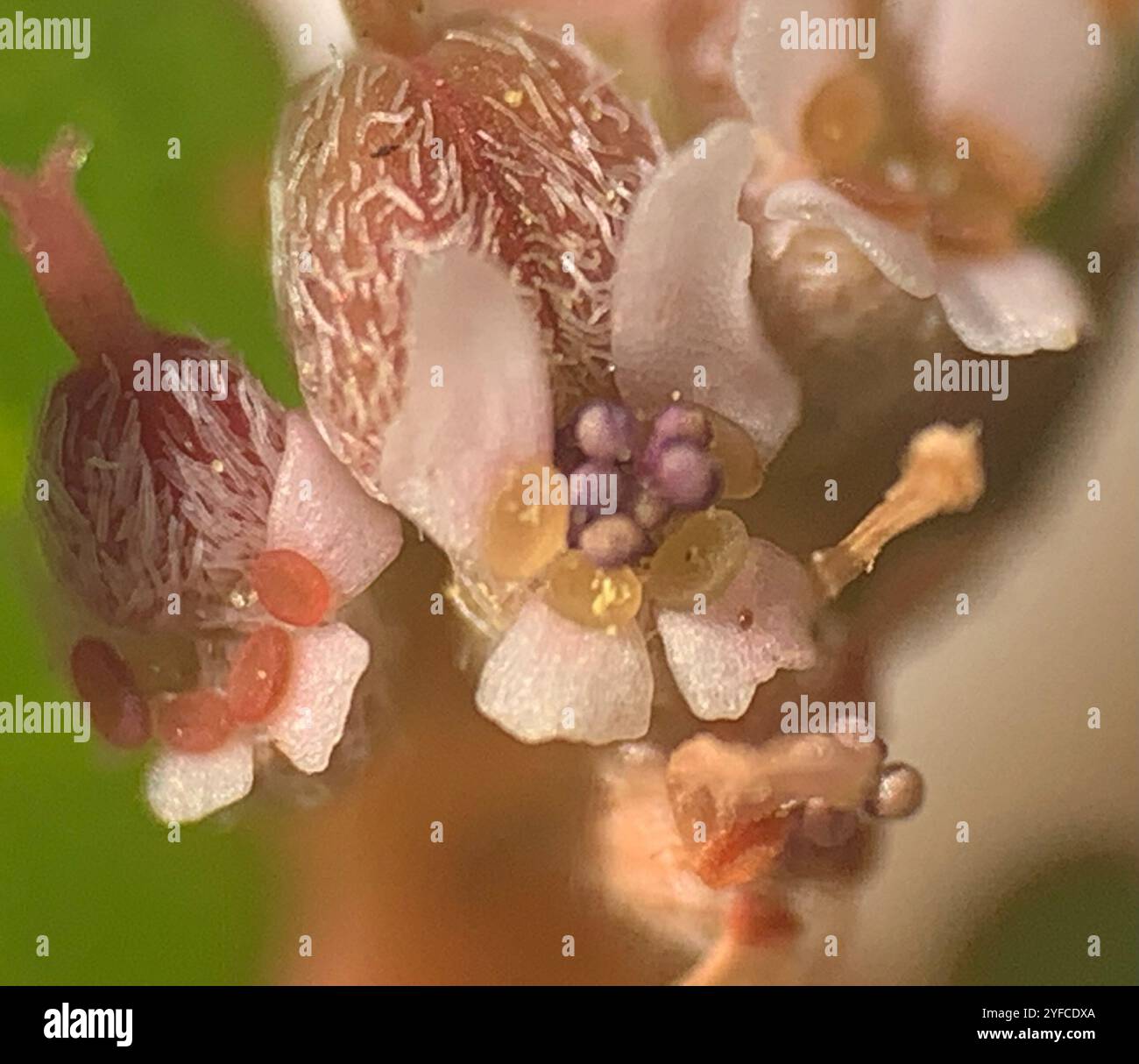 Euphorbia thymifolia hi-res stock photography and images - Alamy