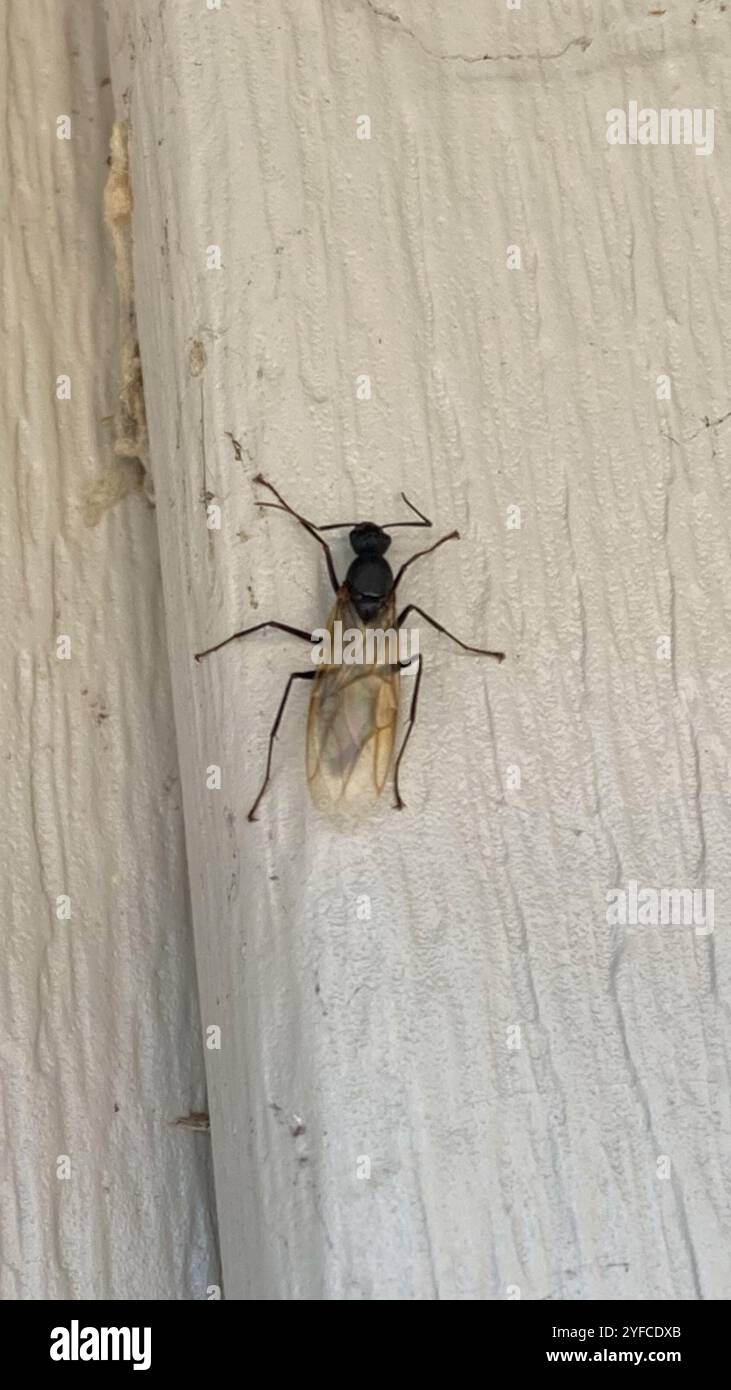 Eastern Black Carpenter Ant (Camponotus pennsylvanicus Stock Photo - Alamy